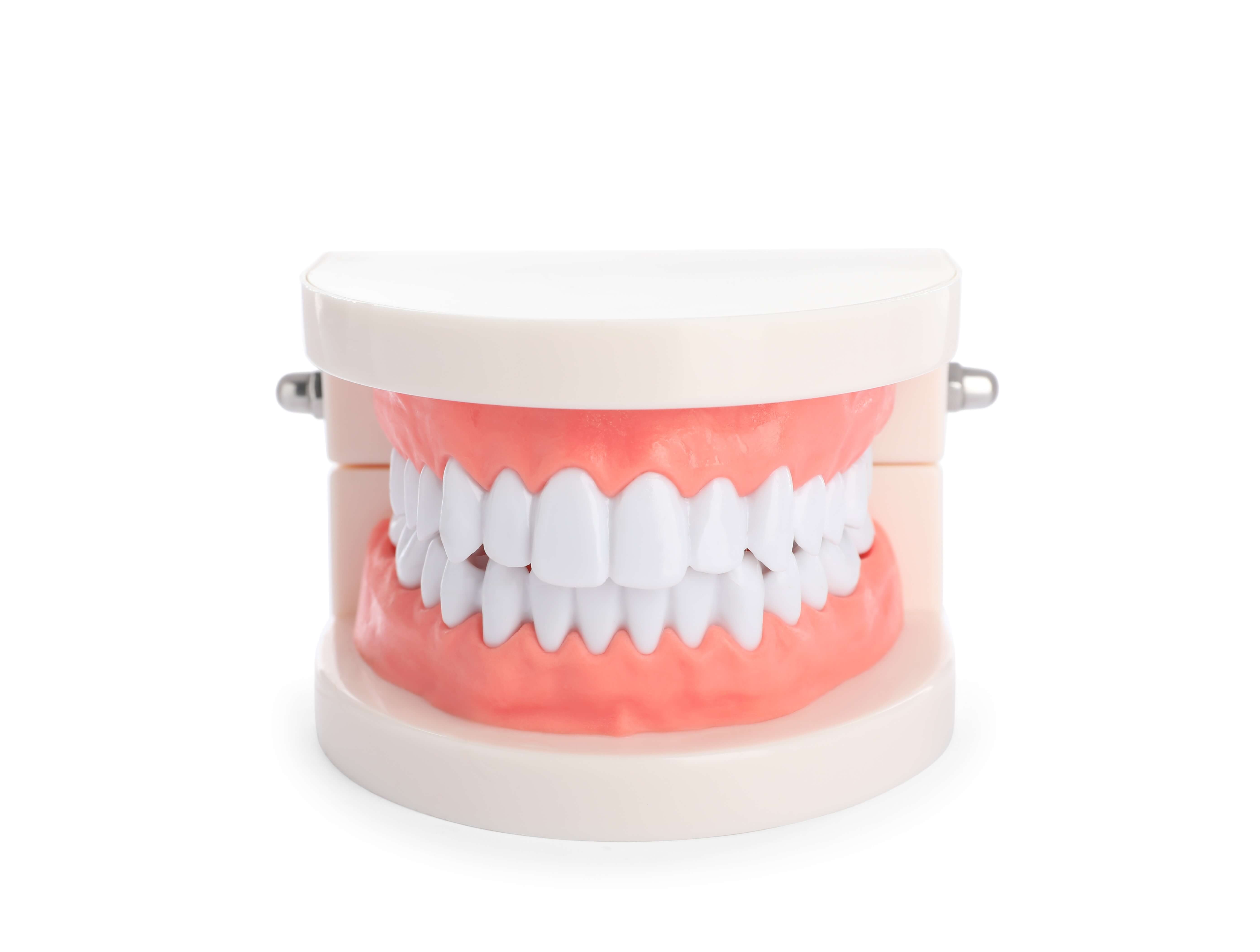 Professional Typodont Teeth Model for Whitening & Tooth Gems – LaserGlow